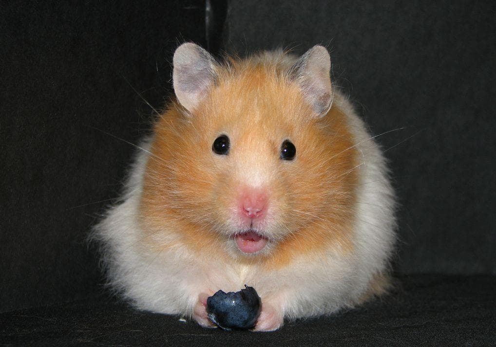 People Describe the Craziest Ways Pet Hamsters Died When They Were Kids