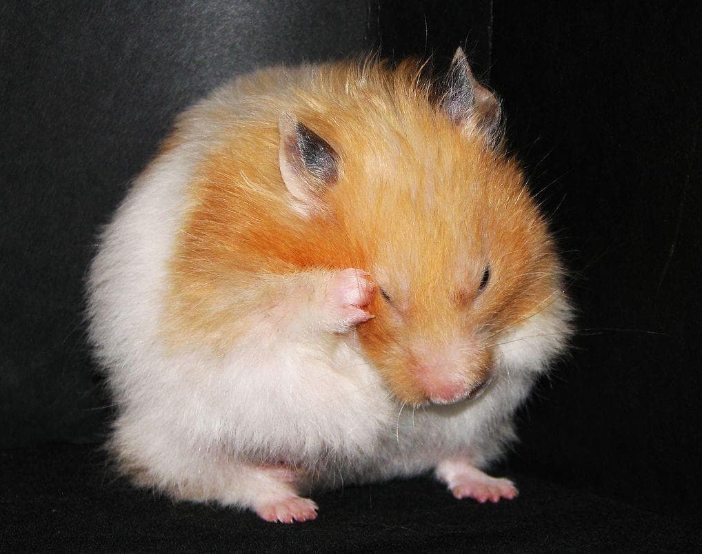 People Describe The Craziest Ways Pet Hamsters Died When They Were Kids