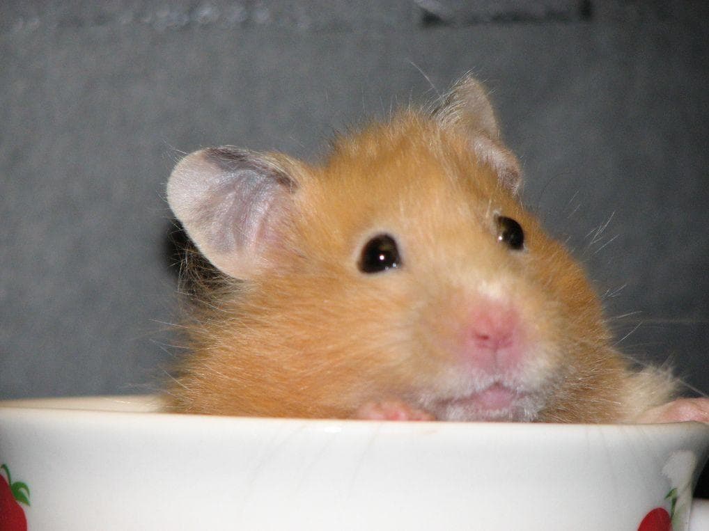 People Describe The Craziest Ways Pet Hamsters Died When They Were Kids
