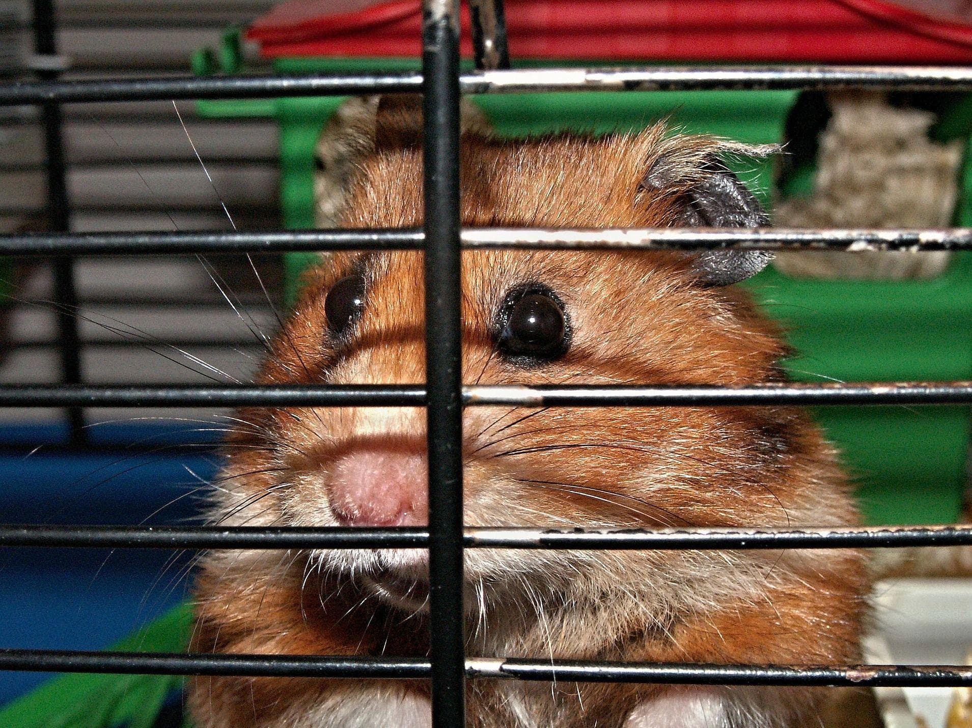 People Describe The Craziest Ways Pet Hamsters Died When They Were Kids