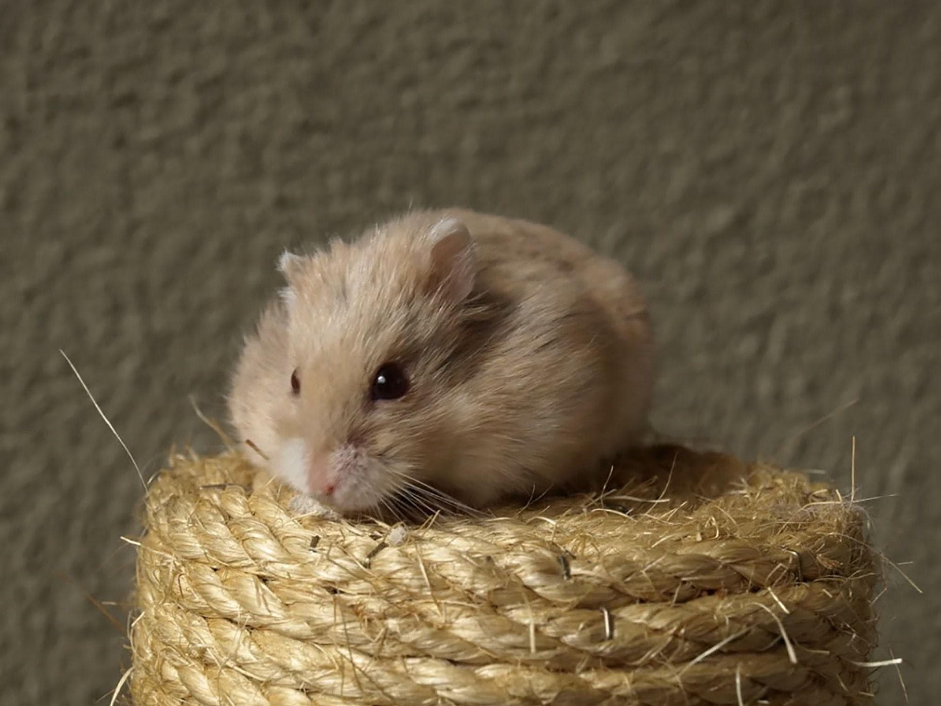 People Describe The Craziest Ways Pet Hamsters Died When They Were Kids