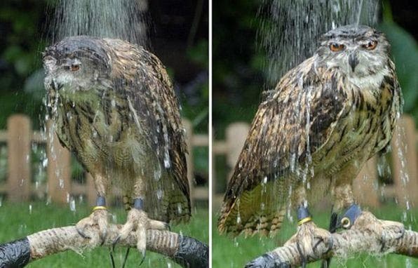19 Cute Animals That Look Terrifying When They're Soaking Wet