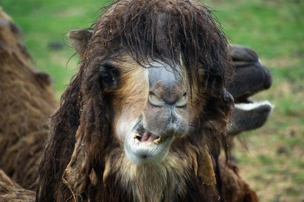 19 Cute Animals That Look Terrifying When They're Soaking Wet