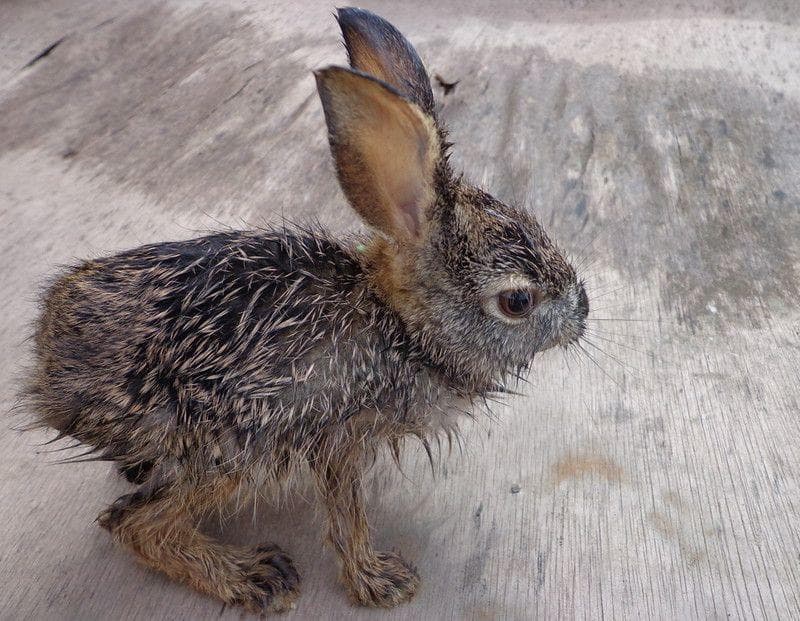 19 Cute Animals That Look Terrifying When They're Soaking Wet