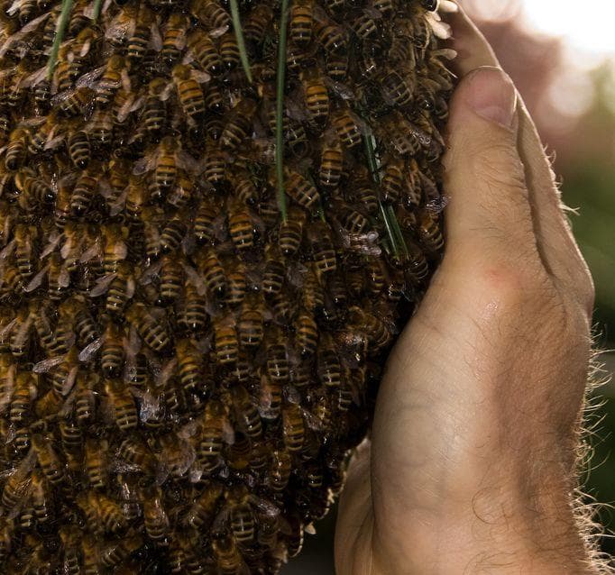 14 Things You Should Know About Being Attacked by a Swarm of Bees