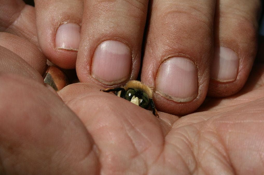 14 Things You Should Know About Being Attacked by a Swarm of Bees