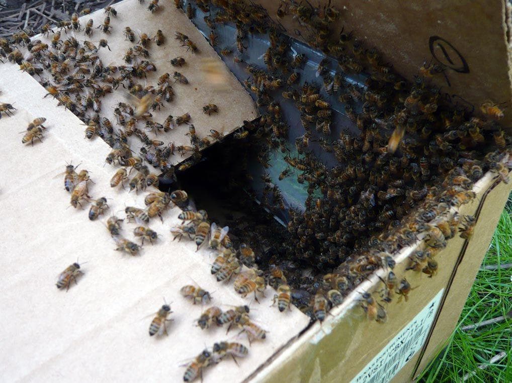 14 Things You Should Know About Being Attacked by a Swarm of Bees