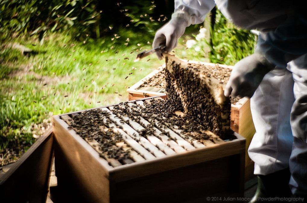 14 Things You Should Know About Being Attacked by a Swarm of Bees