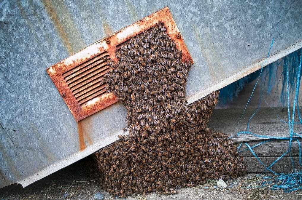 14 Things You Should Know About Being Attacked by a Swarm of Bees