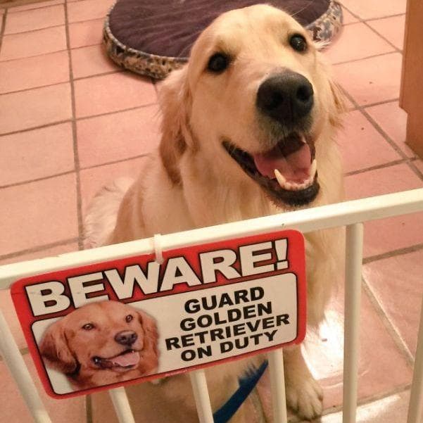 25 Funny Dog Warning Signs That Would Scare Any Intruder