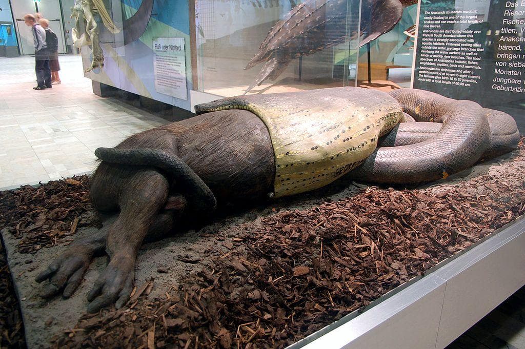 What It's Like to Be Swallowed Whole by an Anaconda