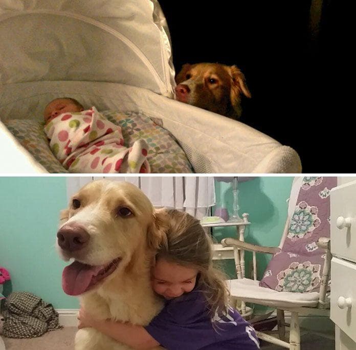 28 Adorable Photos of Dogs Growing Up With Their Humans