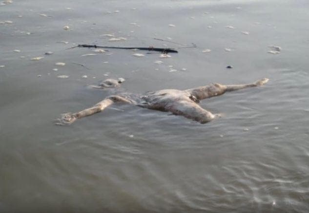 What Happens to a Body That Decomposes Underwater