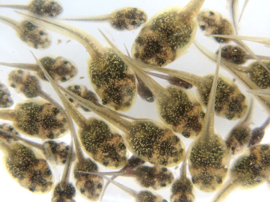 17 Times Animals Literally Rained from the Sky