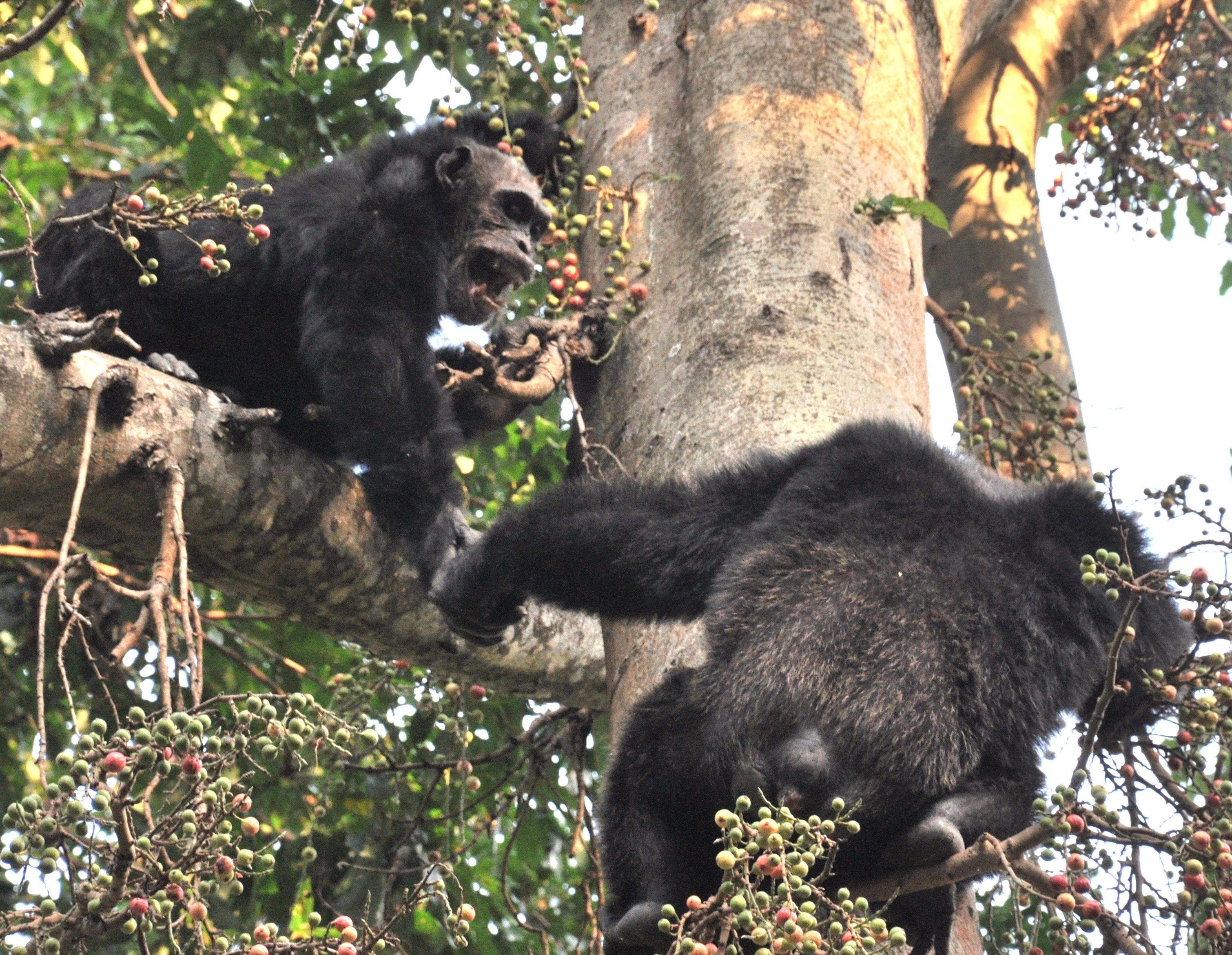 Chimpanzee Copulating Mating Bonobos Humans Monkeys Copulating Opposed ...