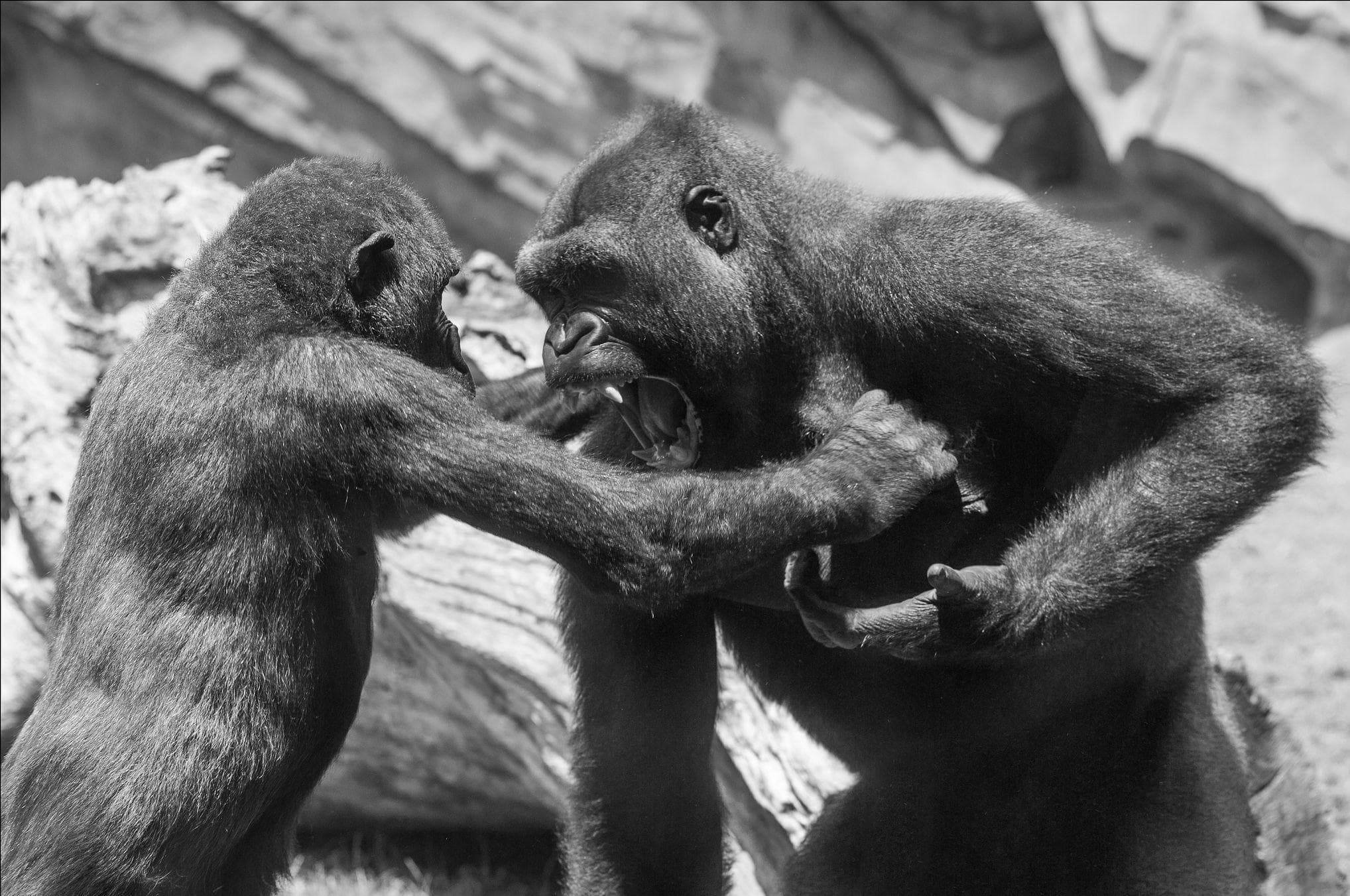 12 Ways Chimpanzees Are Just as Brutal as Humans