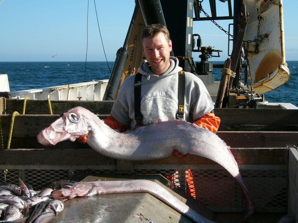 11 Newly Photographed Maritime Monsters Seen For the First Time