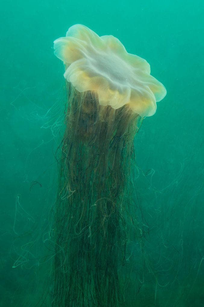 12 Fascinating Facts About Lion's Mane Jellyfish