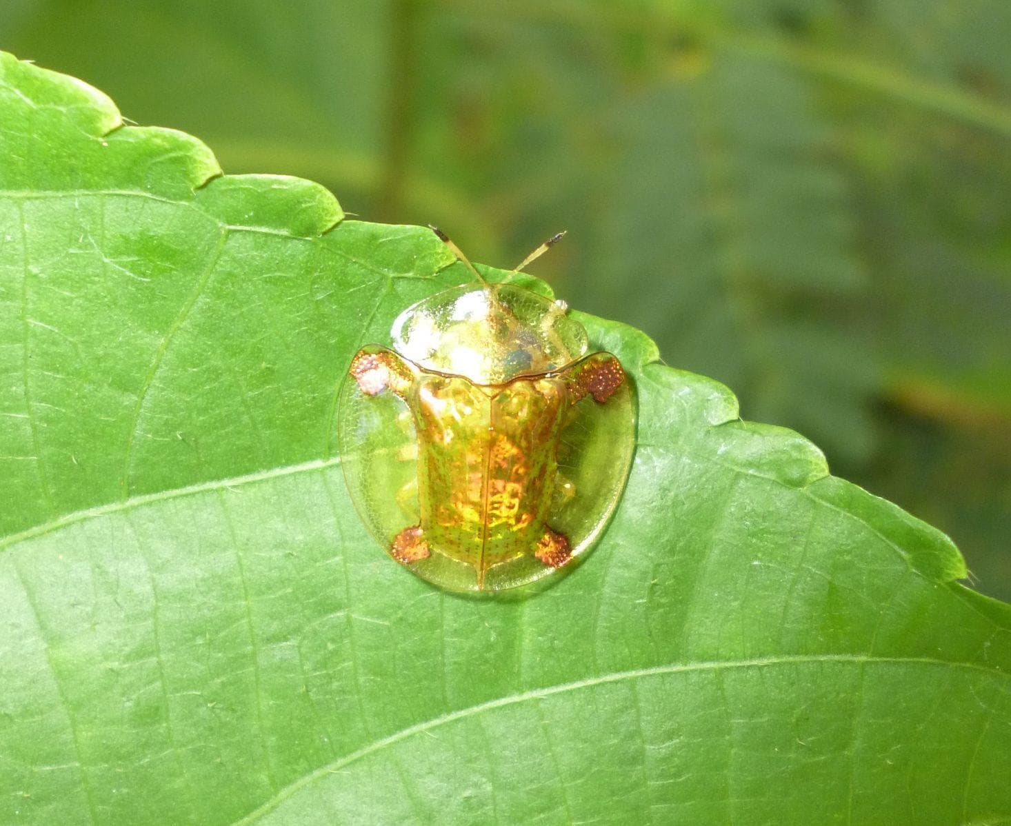 10 Real Transparent Animals You Can Literally See Inside