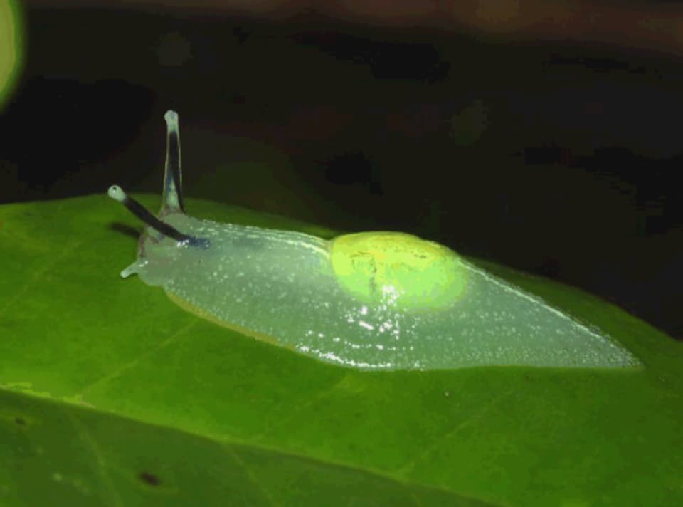10 Real Transparent Animals You Can Literally See Inside