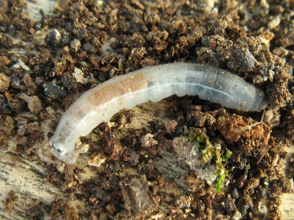 10 Real Transparent Animals You Can Literally See Inside