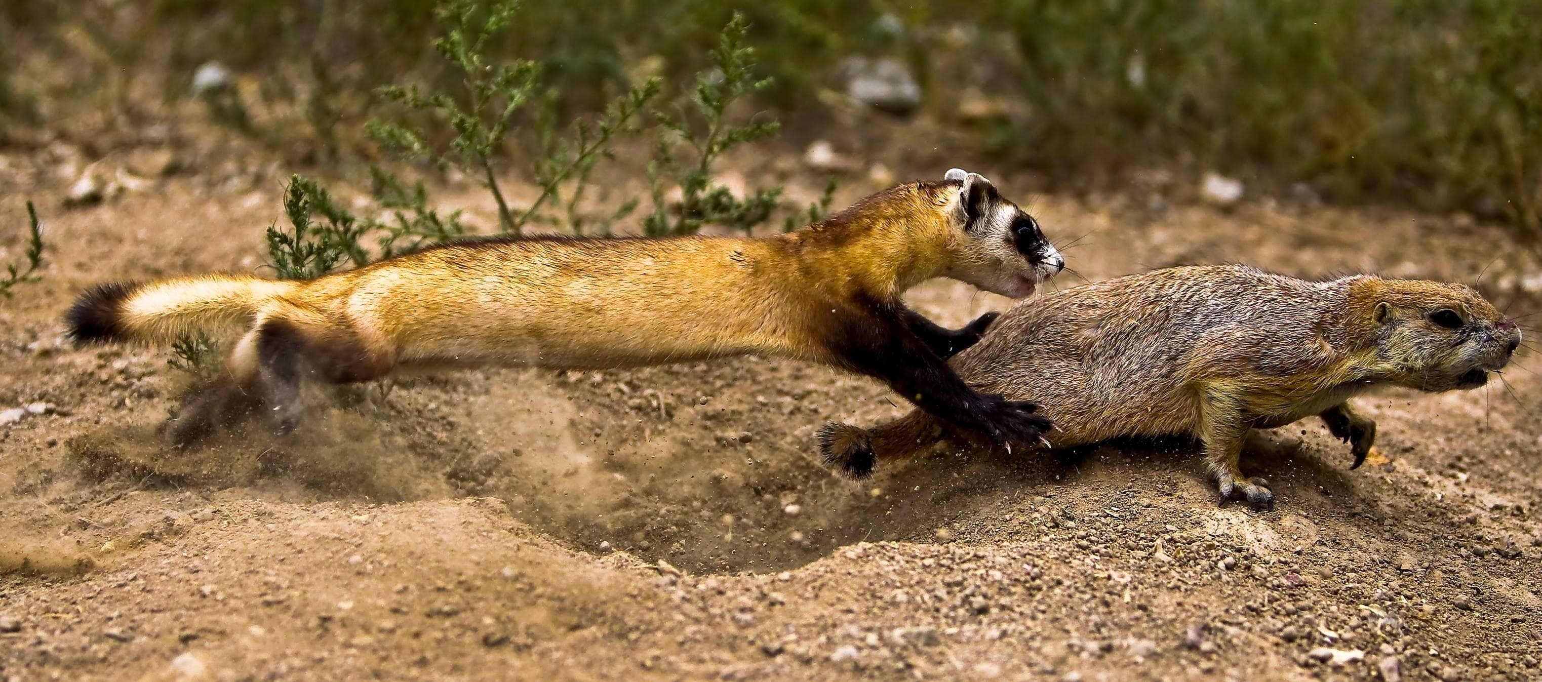 10 Animals That Are Nature's Most Efficient Predators