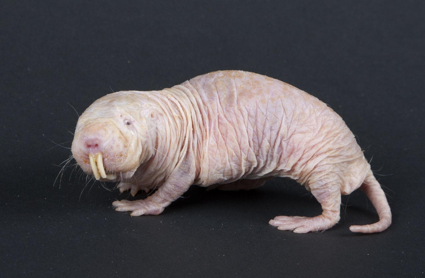 7 Disgusting Hairless Animal Photos You Can't Look Away From