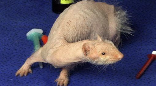 Random Animals That Look Way More Terrifying When They're Hairless ...