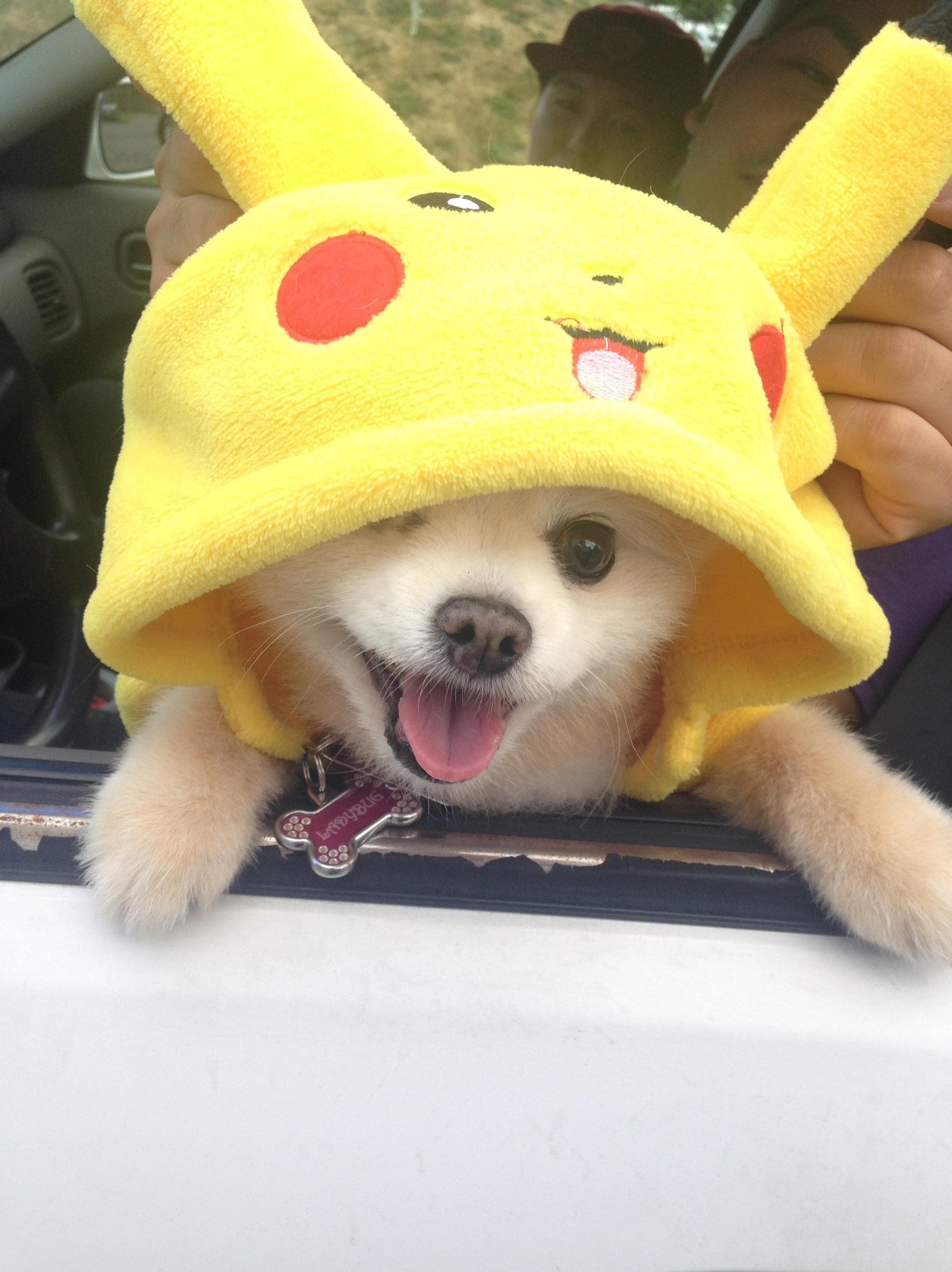 25 Adorable Pets Cleverly Dressed as Pokemon