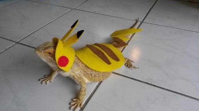 25 Adorable Pets Cleverly Dressed as Pokemon
