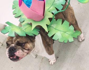Pokemon Costumes For Dogs