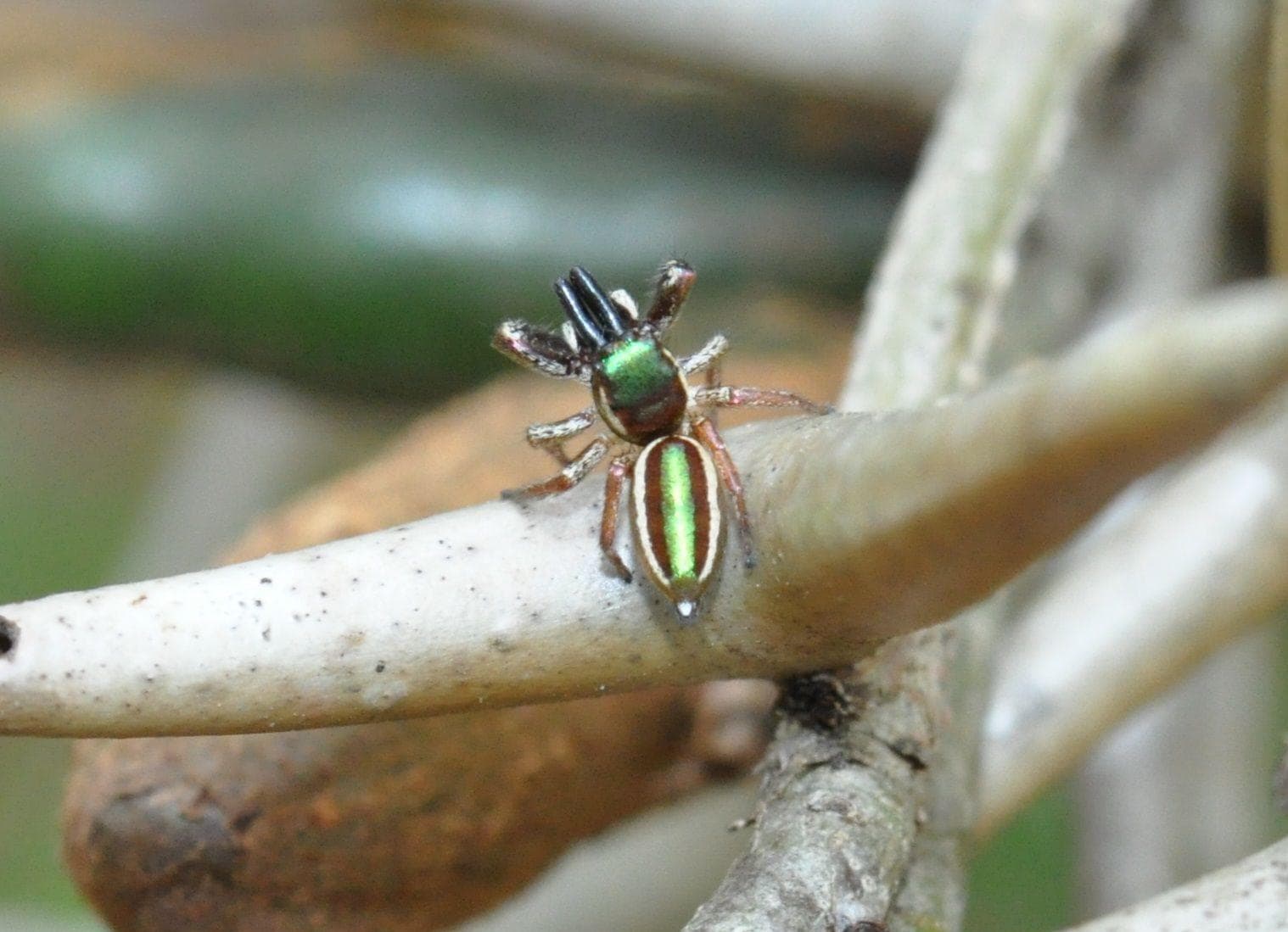 13 Disturbing Spider Facts That Will Make You More Scared of Them