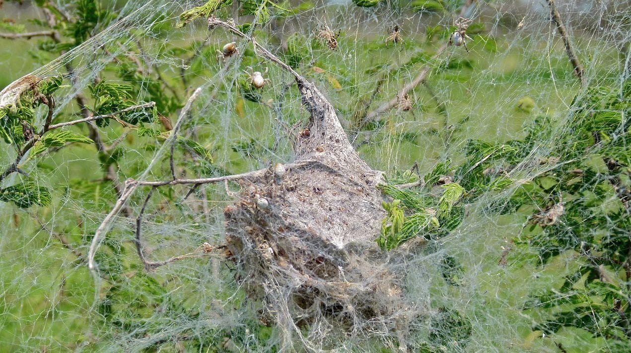 13 Disturbing Spider Facts That Will Make You More Scared of Them