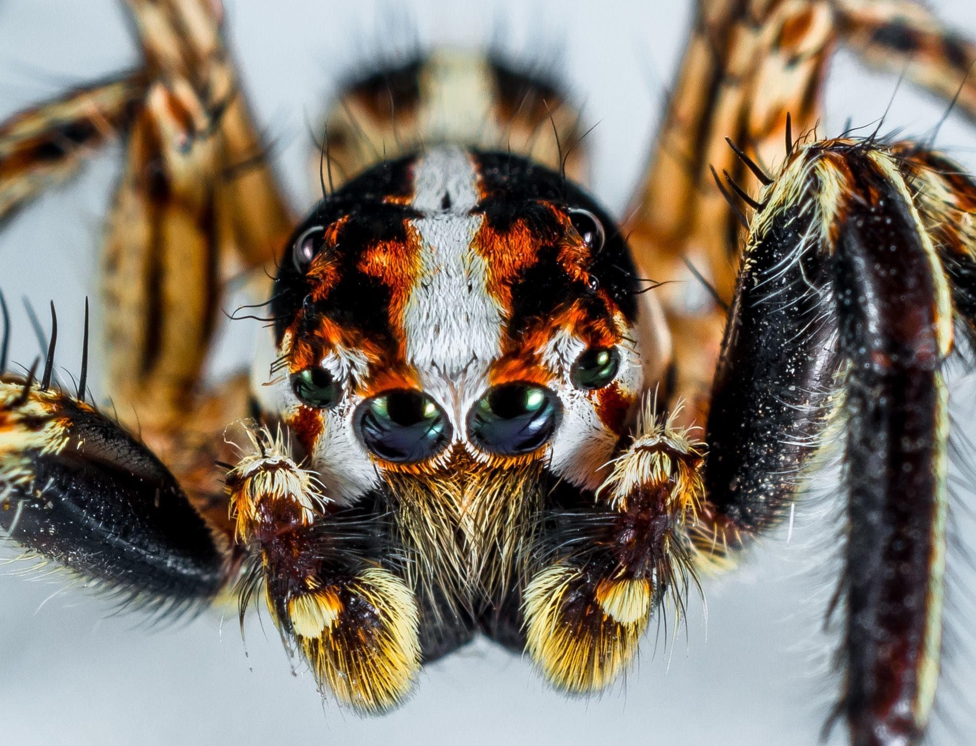 13 Disturbing Spider Facts That Will Make You More Scared of Them