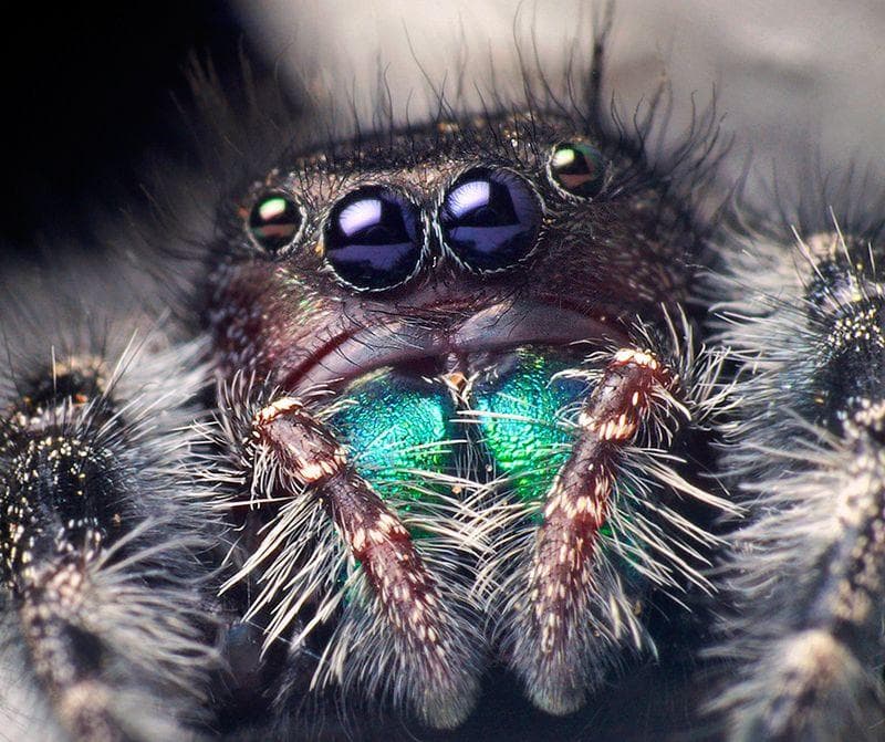 13 Disturbing Spider Facts That Will Make You More Scared of Them