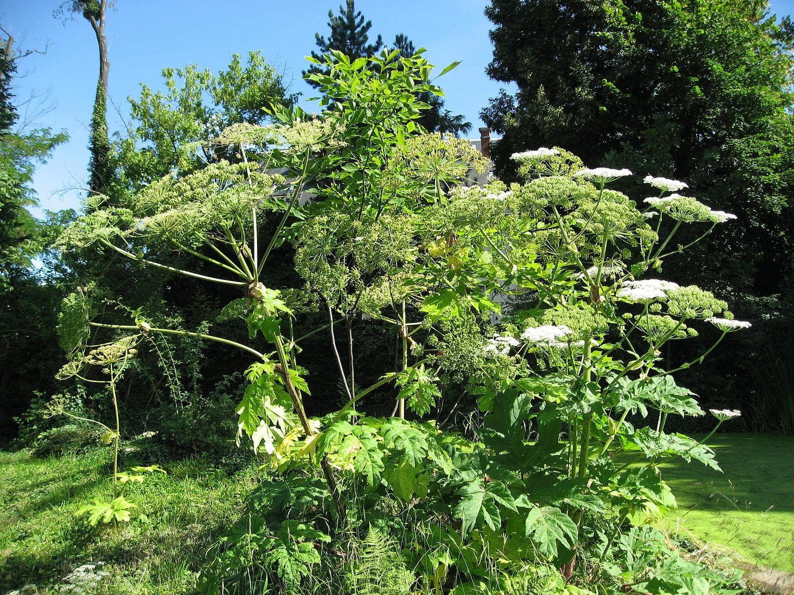 12 Merciless Plants That Go Out of Their Way to Kill You