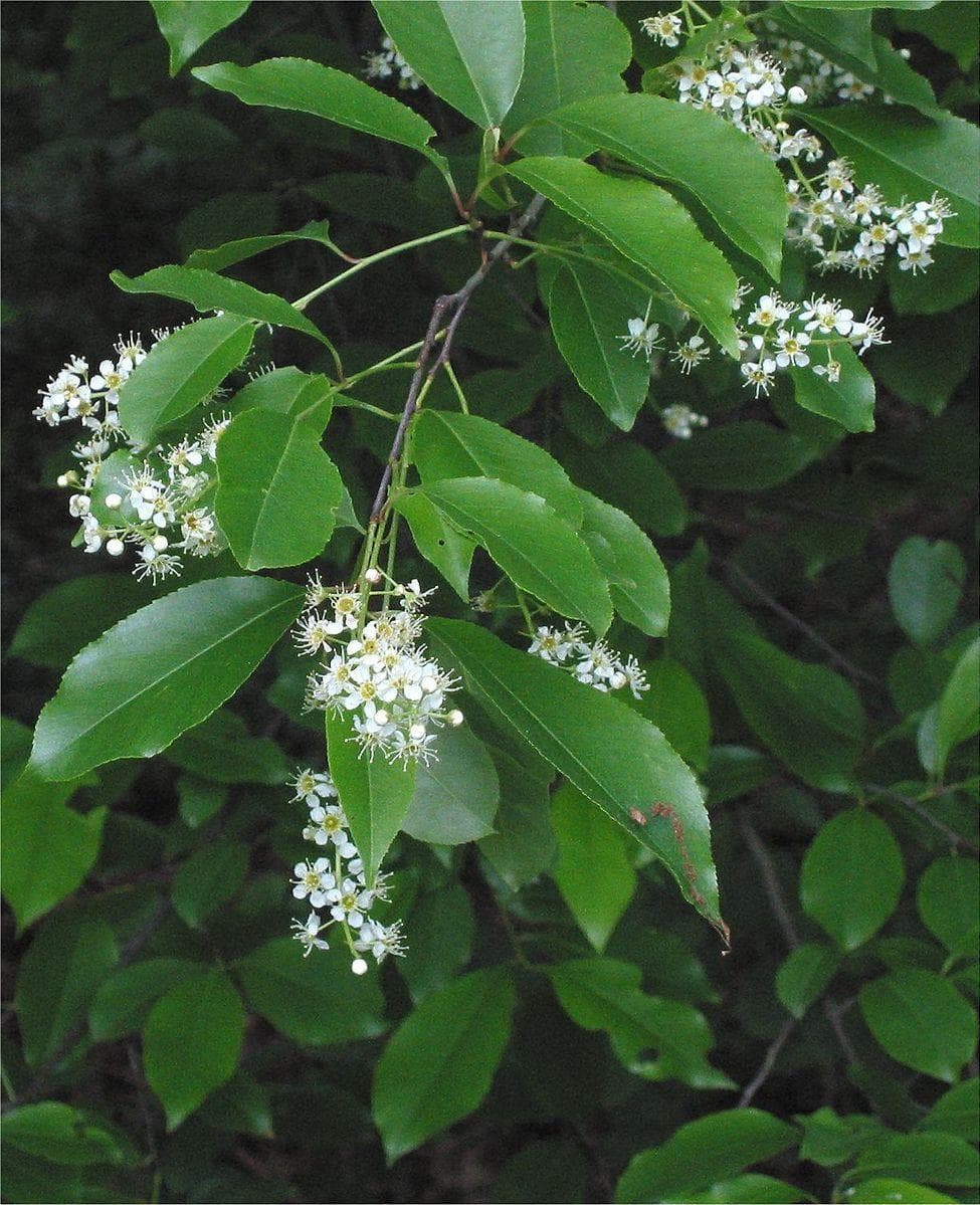 12 Merciless Plants That Go Out of Their Way to Kill You