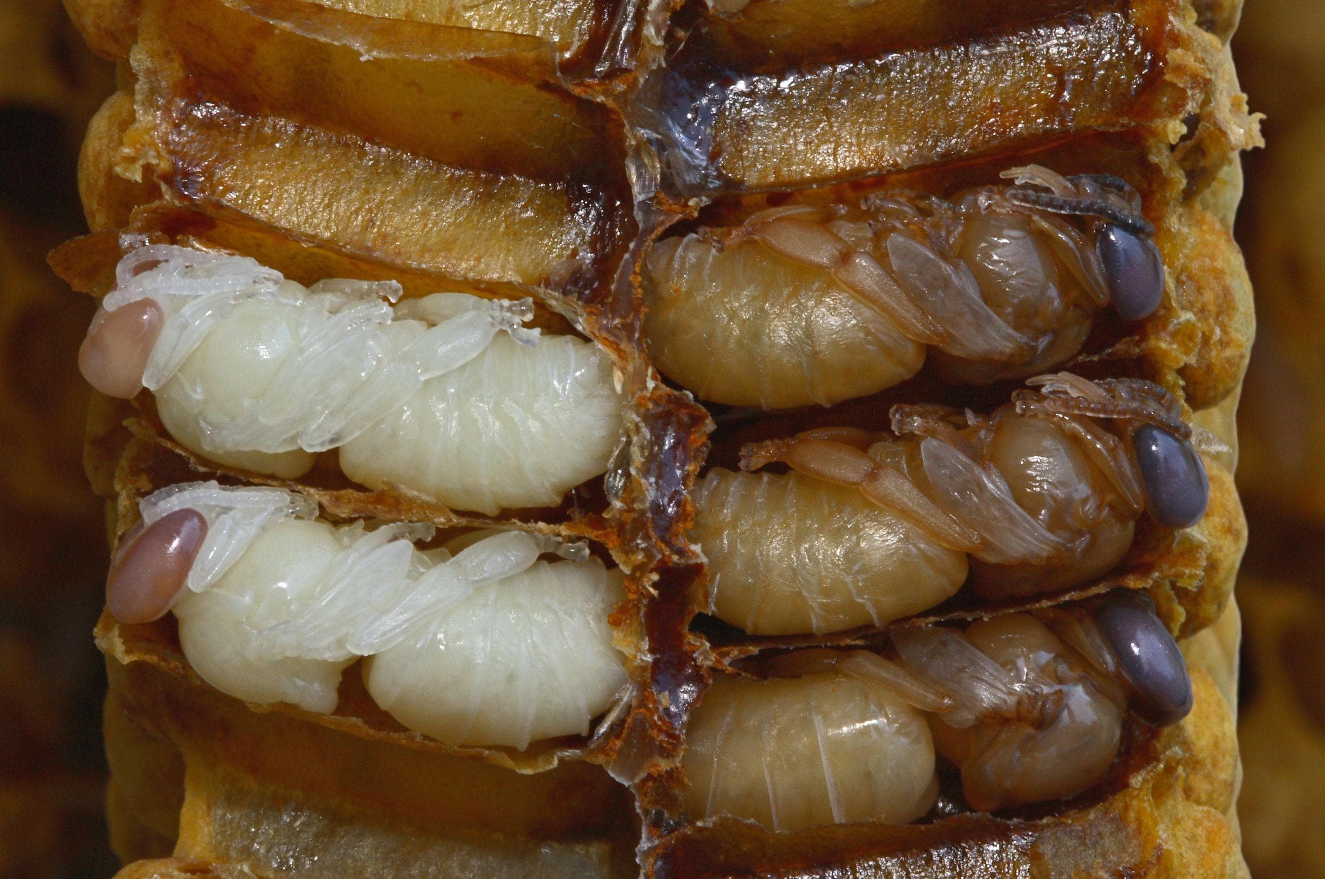 12 Horrifying Aspects of a Queen Bee's Life