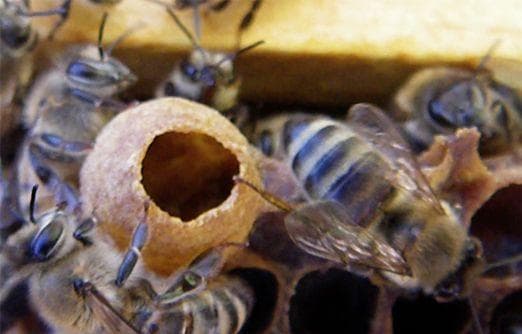 12 Horrifying Aspects of a Queen Bee's Life