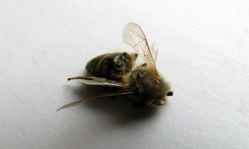 12 Horrifying Aspects of a Queen Bee's Life