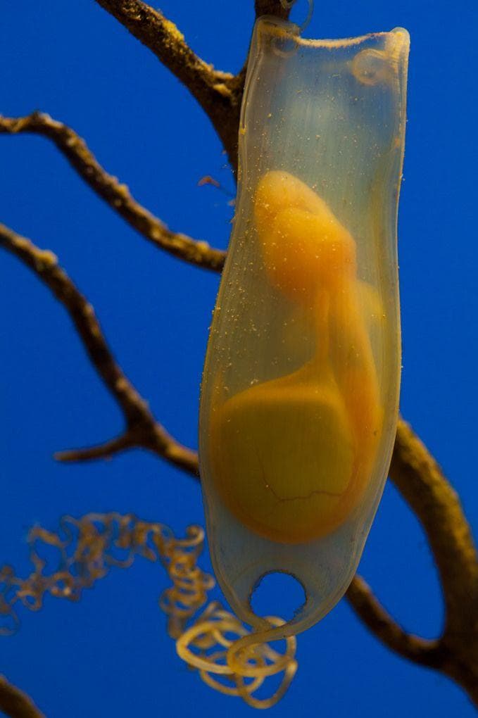 17 Weird Animal Eggs That Will Make You Glad to Be a Mammal