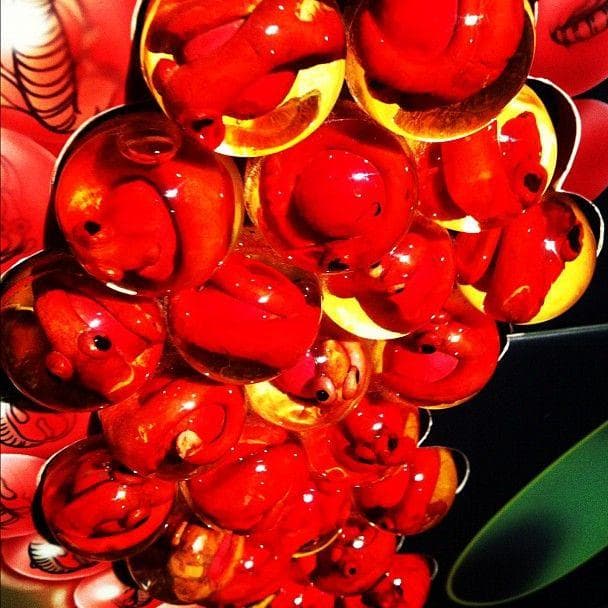 17 Weird Animal Eggs That Will Make You Glad to Be a Mammal