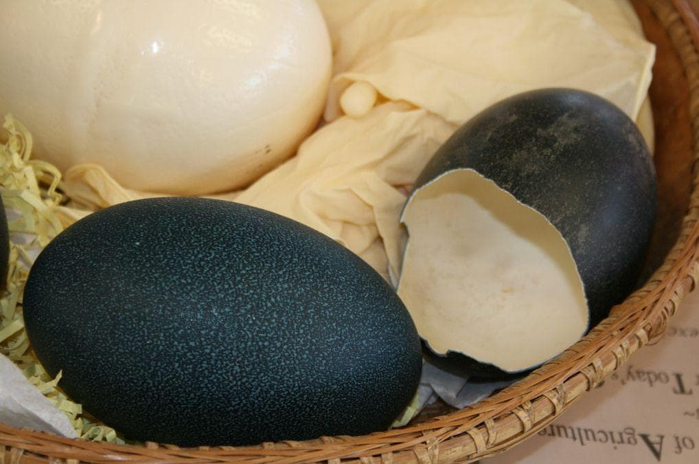 17 Weird Animal Eggs That Will Make You Glad to Be a Mammal