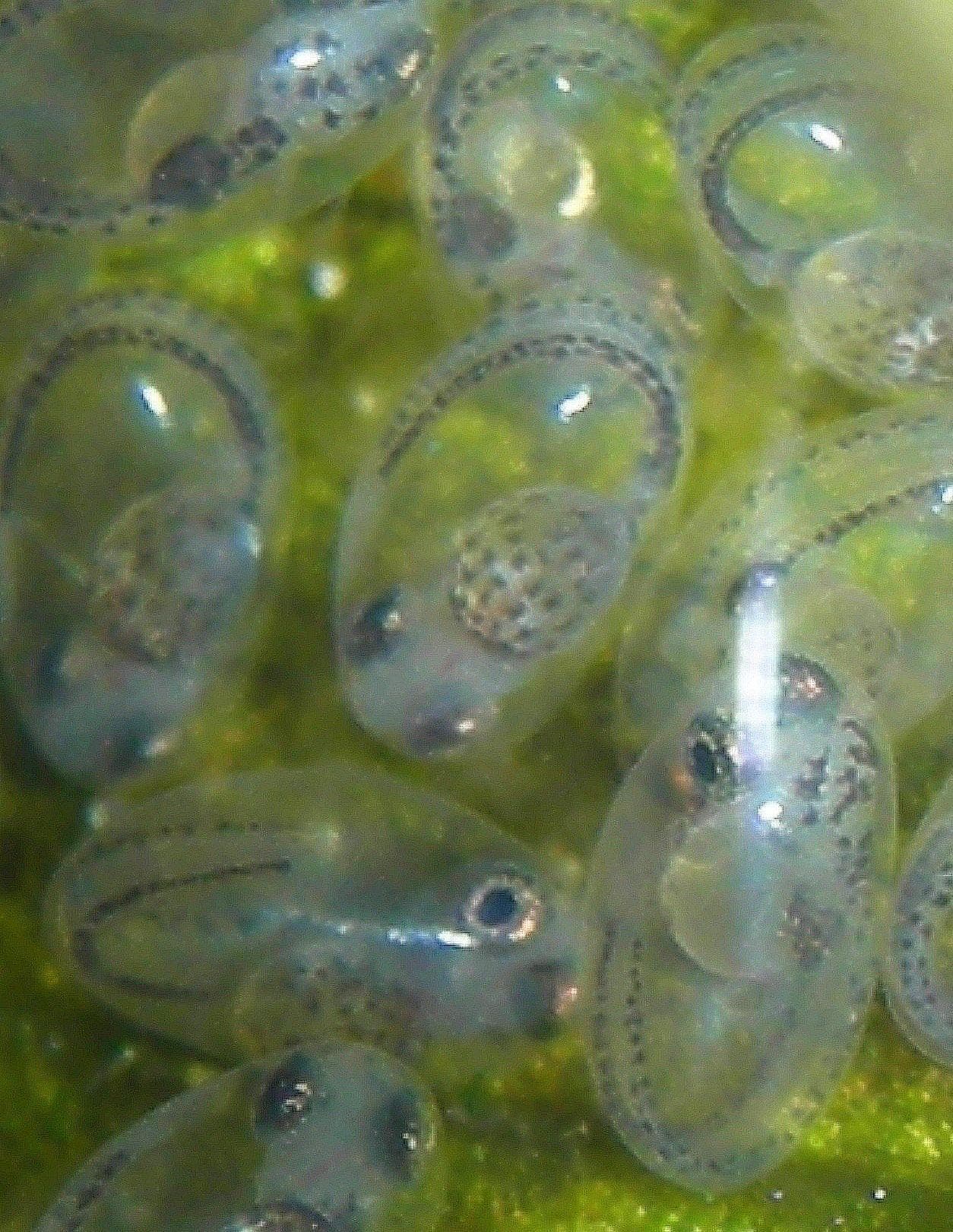 17 Weird Animal Eggs That Will Make You Glad to Be a Mammal