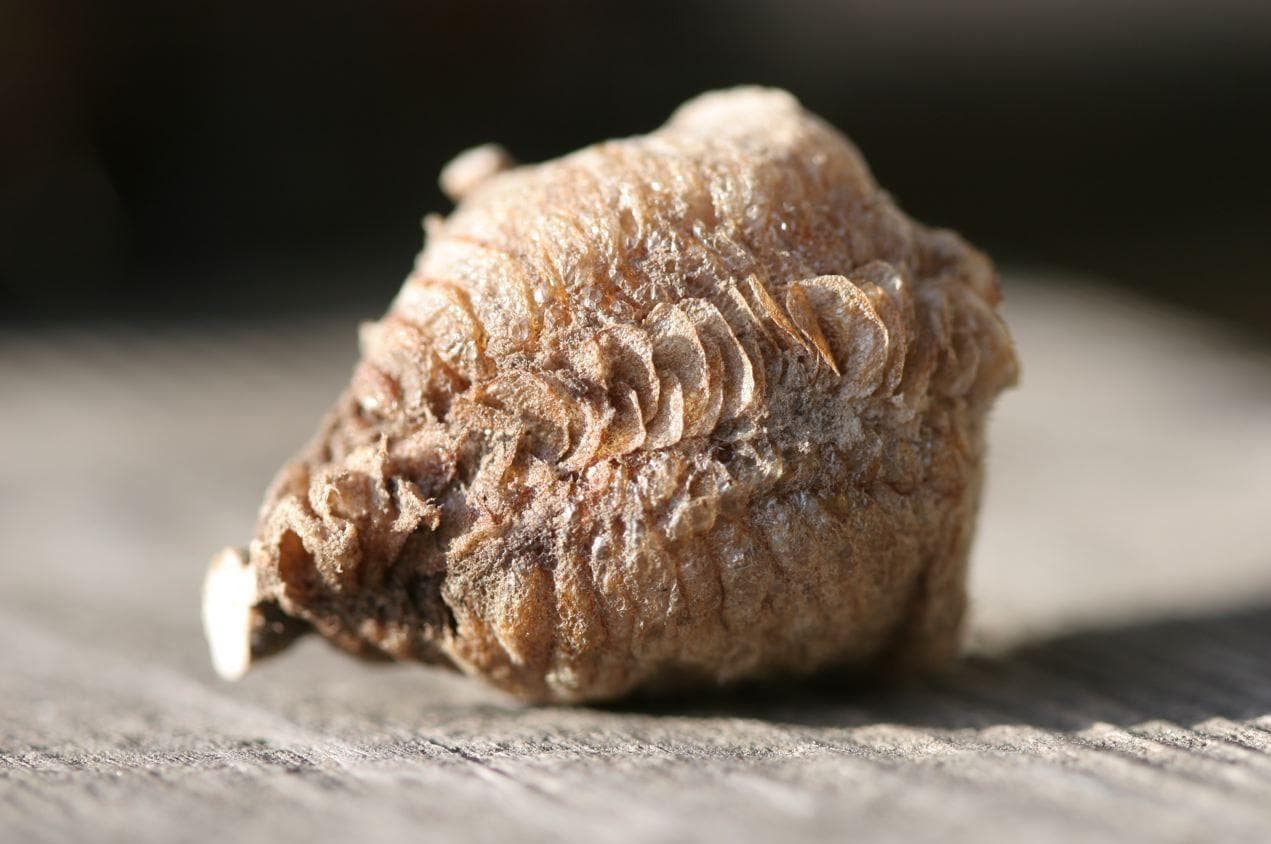 17 Weird Animal Eggs That Will Make You Glad to Be a Mammal