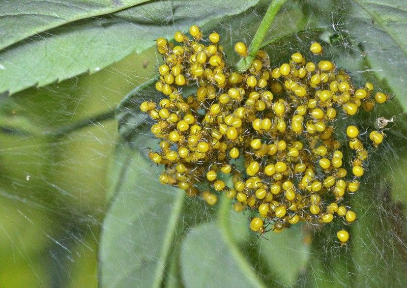 15 Really Good Reasons Spiders Are Weirdly Terrifying to Everyone