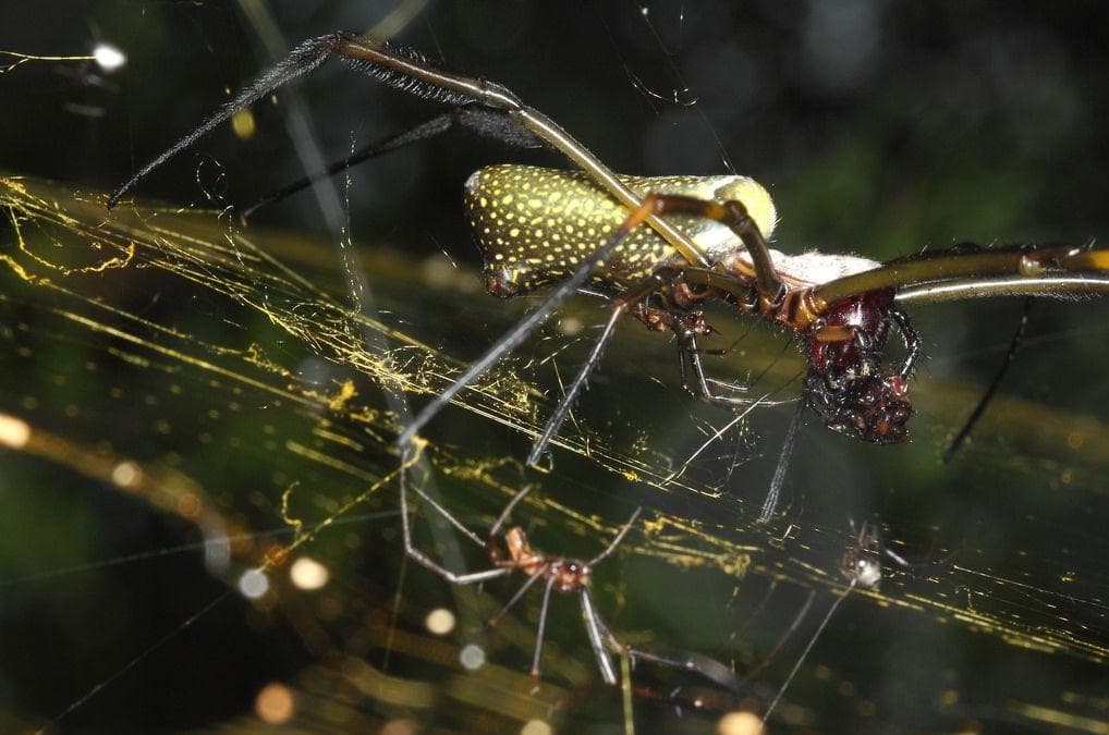 15 Really Good Reasons Spiders Are Weirdly Terrifying to Everyone