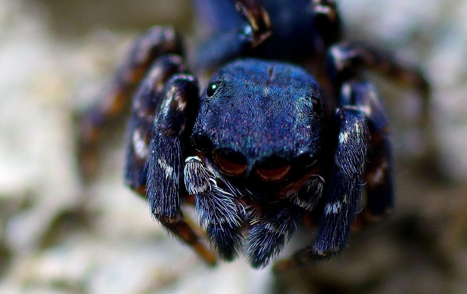 15 Really Good Reasons Spiders Are Weirdly Terrifying to Everyone