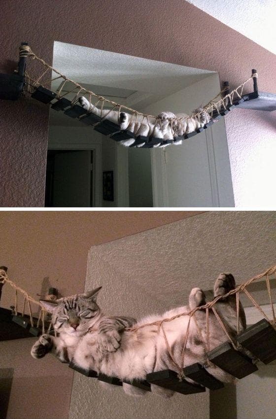 22 Nerdy Animal Habitats Built by Dorky Pet-Owners