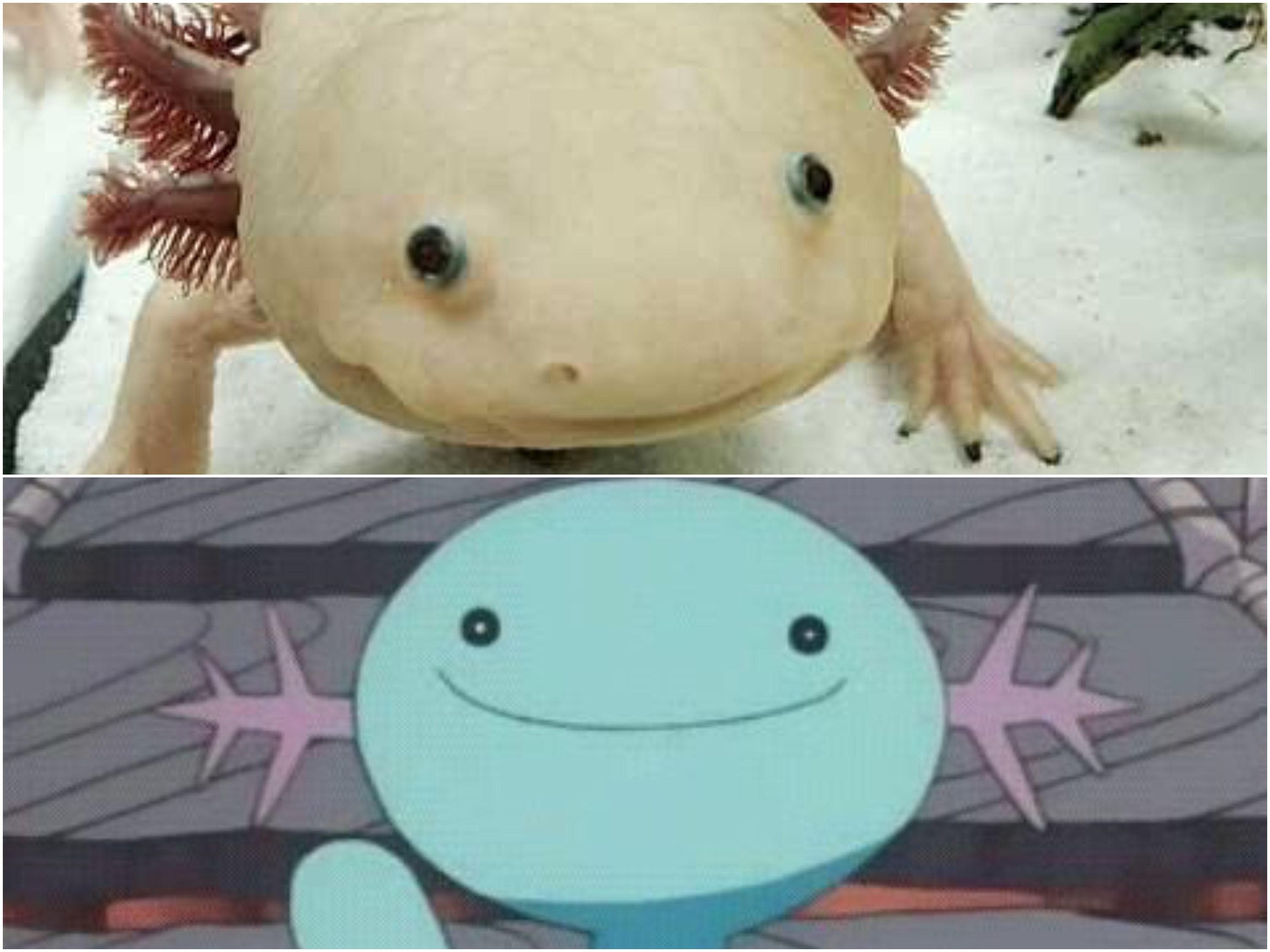 17 Sea Creatures That Totally Look Like Cartoon Characters